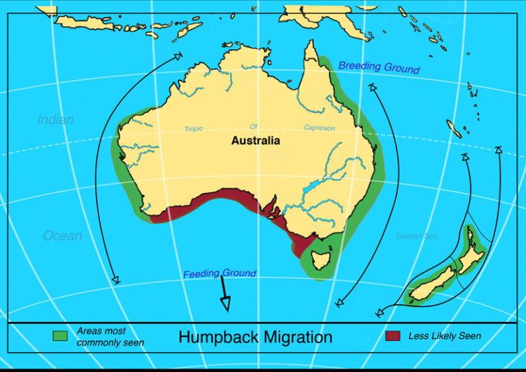 Humpback Whales - Whalespotter
