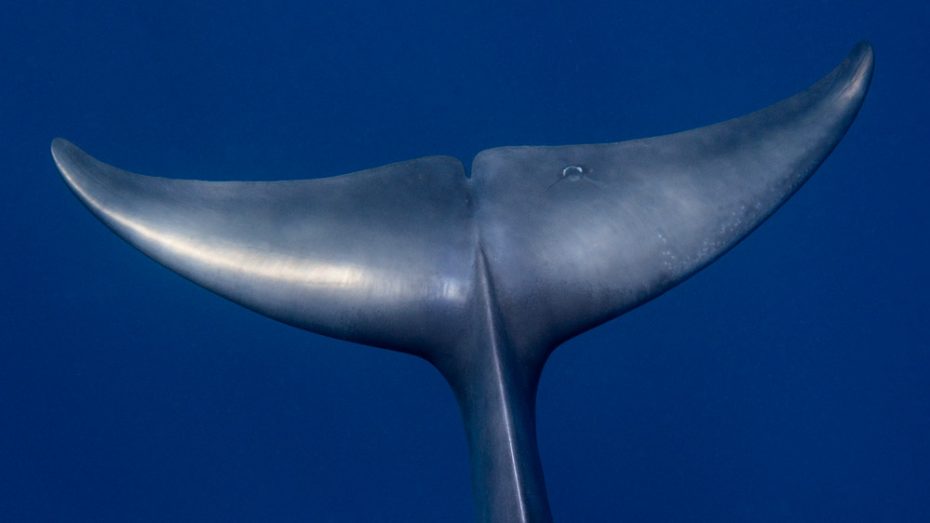 Minke Whales - Whalespotter