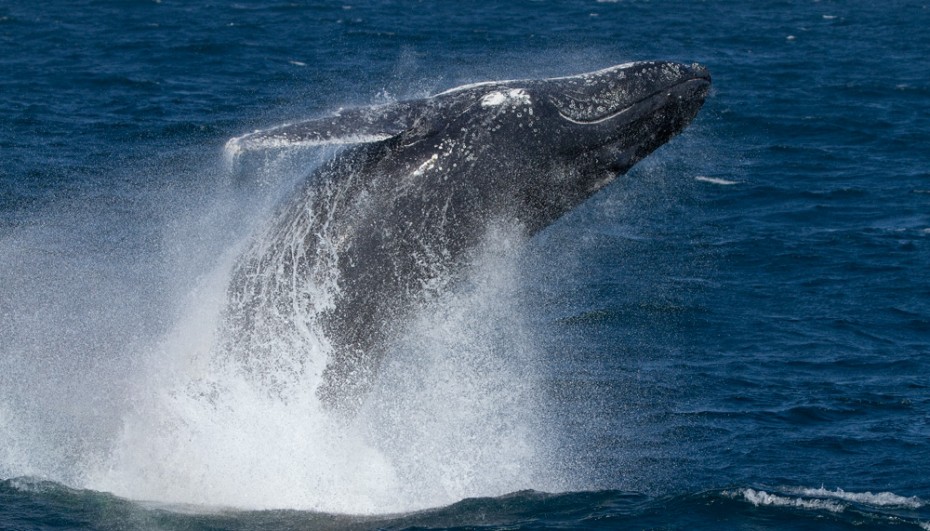Whale Behaviours - Whalespotter
