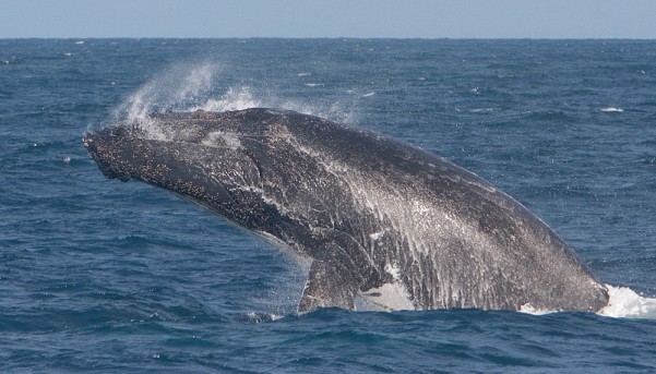 Whale Behaviours - Whalespotter