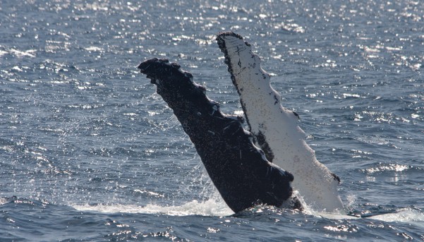 Whale Behaviours - Whalespotter