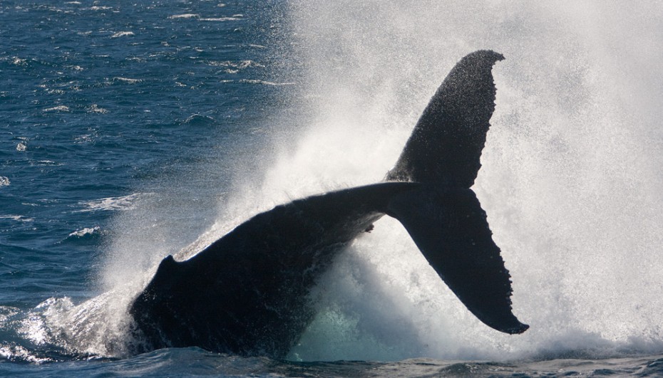 Whale Behaviours - Whalespotter