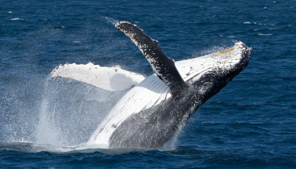 Humpback Whales - Whalespotter