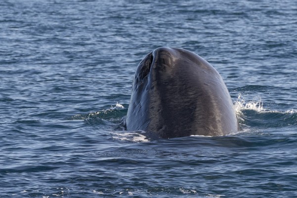 Sperm Whales - Whalespotter