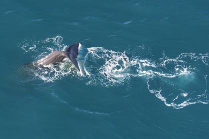 Sperm Whales - Whalespotter