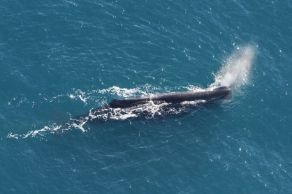Sperm Whales - Whalespotter