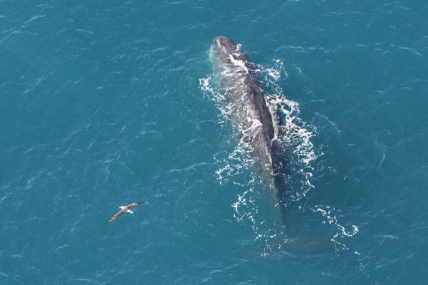 Sperm Whales - Whalespotter
