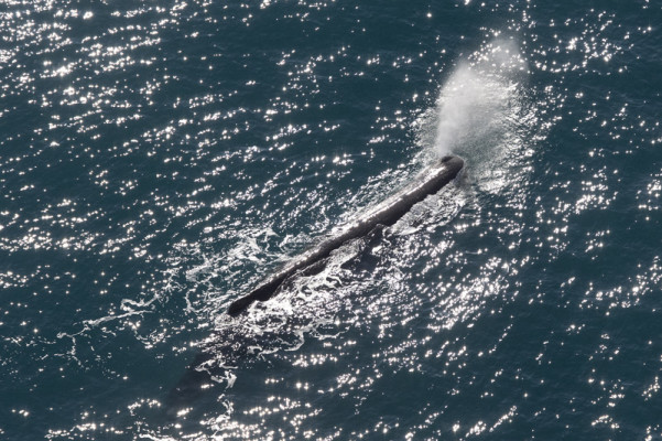 Sperm Whales - Whalespotter