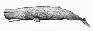 Sperm Whales - Whalespotter
