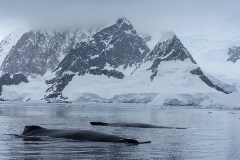 Whales Adaptations - Whalespotter