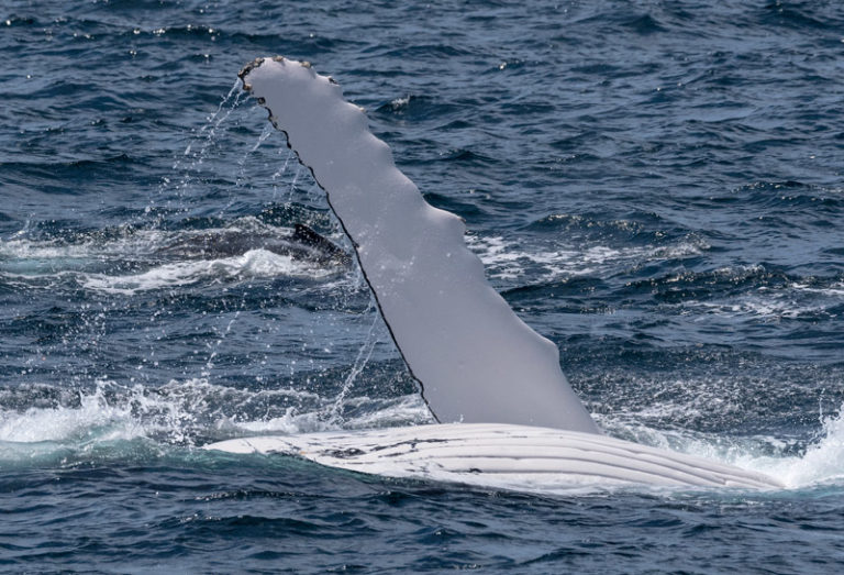Humpback Whales - Whalespotter