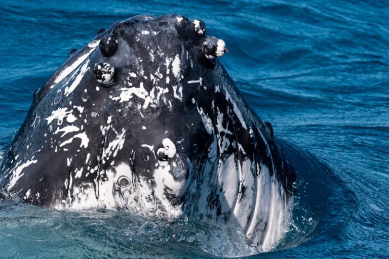 Humpback Whales - Whalespotter