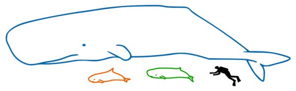 The Toothed Whales - Whalespotter