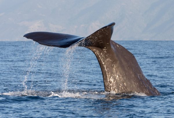 Sperm Whales - Whalespotter