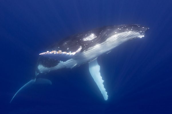 Humpback Whales - Whalespotter