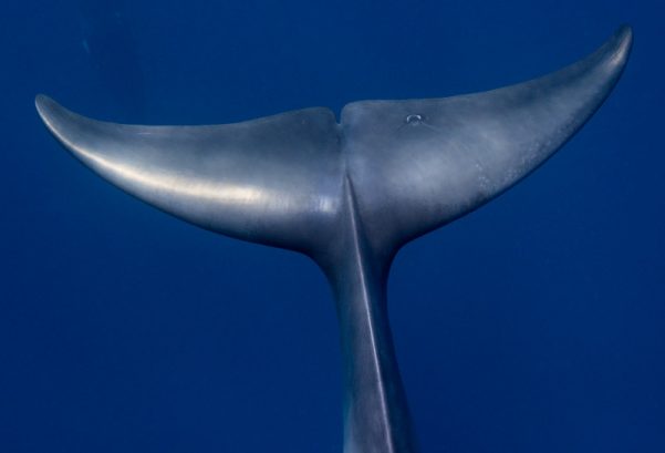 Minke Whales - Whalespotter