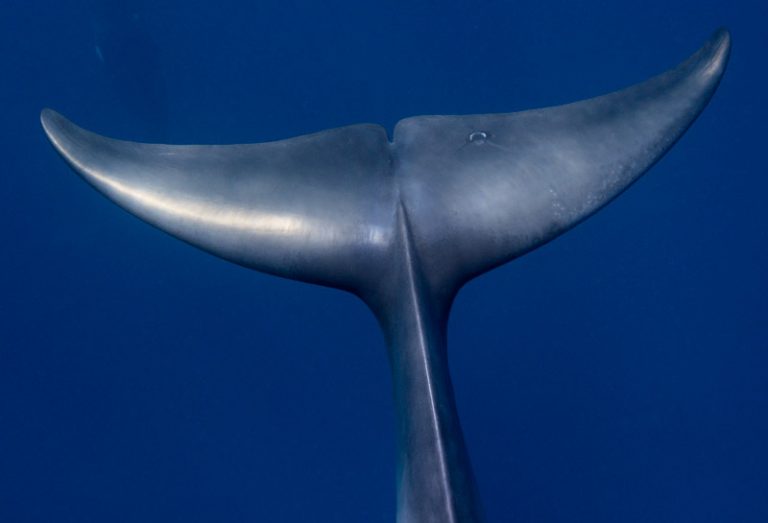 Minke Whales - Whalespotter