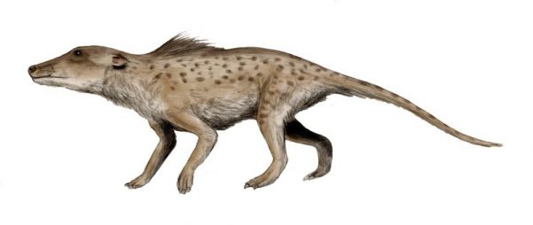 Whale Evolution - Whalespotter