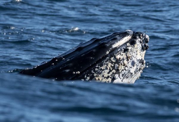 Humpback Whales - Whalespotter