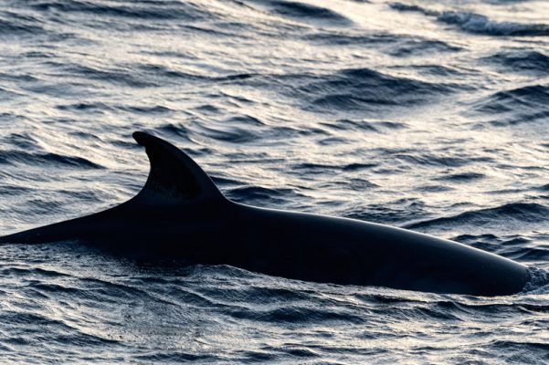 Minke Whales - Whalespotter